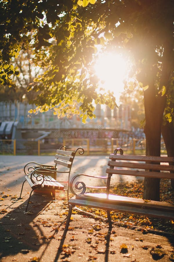 Empty Bench in the Sunny Golden Rays in Yellow Colorful Autumn Park ...
