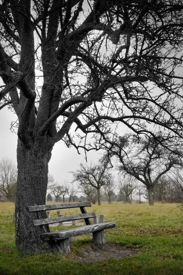 Empty Bench Under Dead Tree Stock Image - Image of meadow, loneliness ...