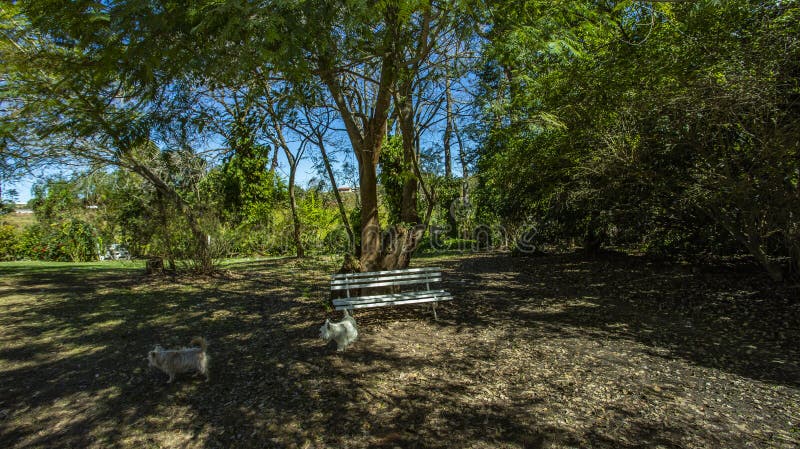 Empty Bench Under Tree. Good Weather in Morning with Trees Stock Image ...