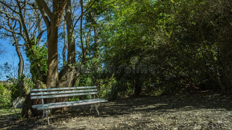Empty Bench Under Tree. Good Weather in Morning with Trees Stock Image ...