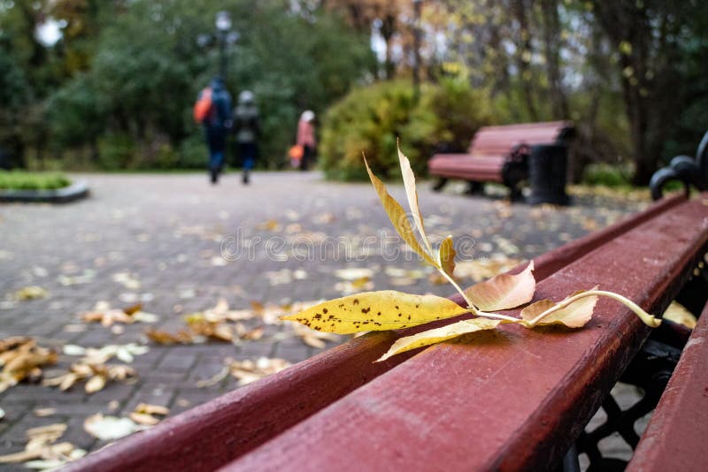 Empty Benches in the Park in the Fall, the Leaves Fell on the Bench in ...