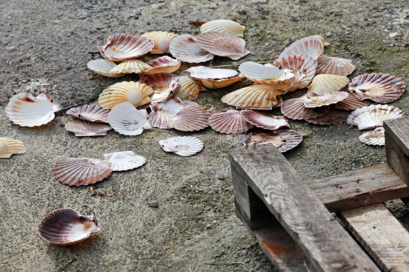 Empty Big Shells Lay on the Pier Stock Photo - Image of ocean, group ...