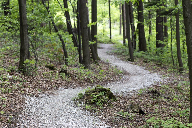 Empty bike trail in forest stock photo. Image of bike - 84661862