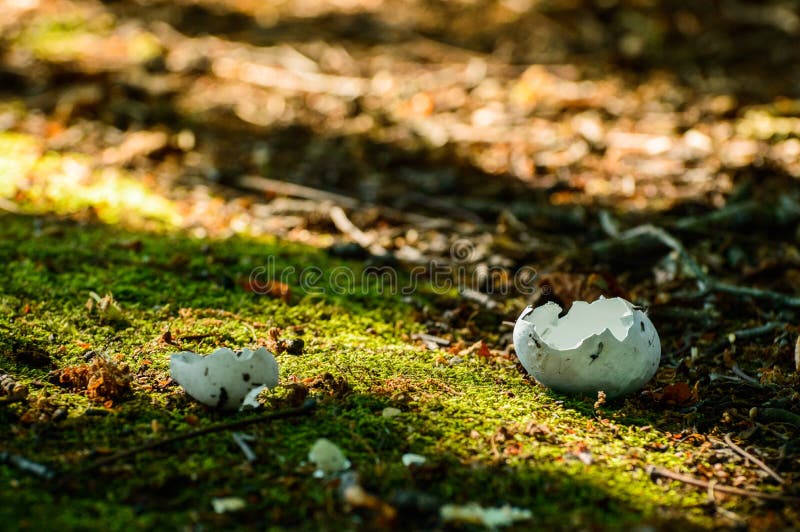 An Empty Bird Egg Shell Lies on a Green Forest Undergrowth Stock Image ...
