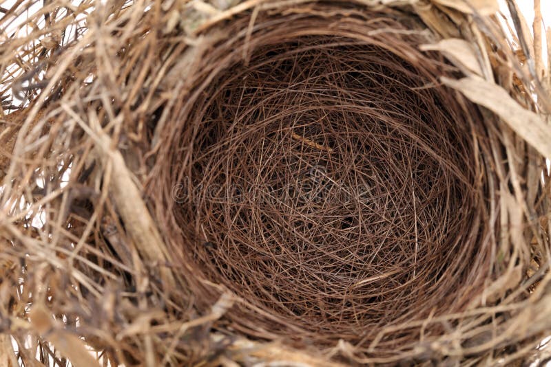 Empty bird nest stock image. Image of hole, detail, bird - 42118175