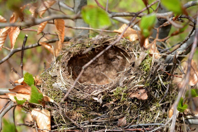 An empty bird nest stock image. Image of nest, beautiful - 256121423 An empty bird nest stock image. Image of nest, beautiful - 256121423