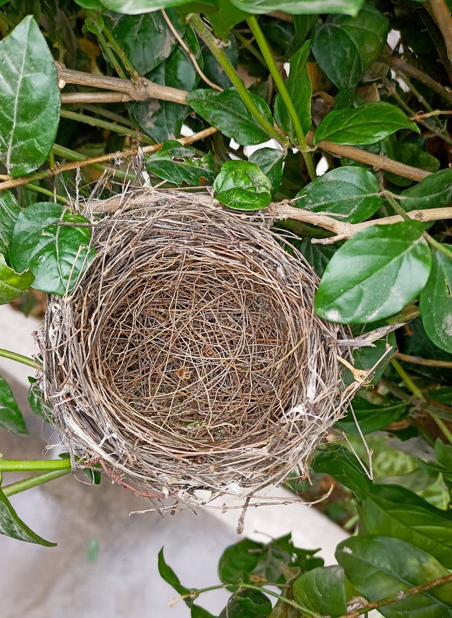 Empty Bird S Nest on Branches Tree in the Nature Stock Image - Image of ...