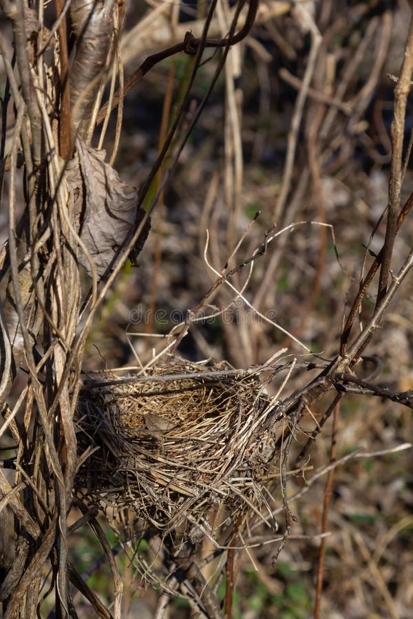 Empty Bird S Nest. Spring Forest, in the Bush There is an Abandoned ...