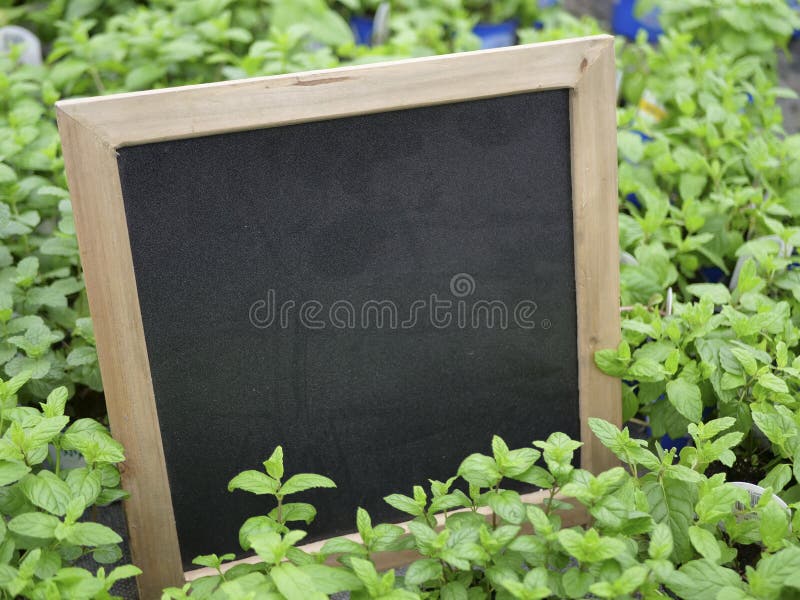 Empty Blackboard in the Greenery Stock Image - Image of creative ...