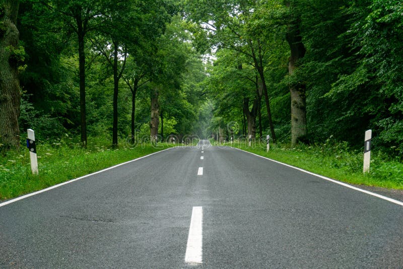 Empty Blacktop Two-lane Road in Deep Lush Green Forest with Copy Space ...