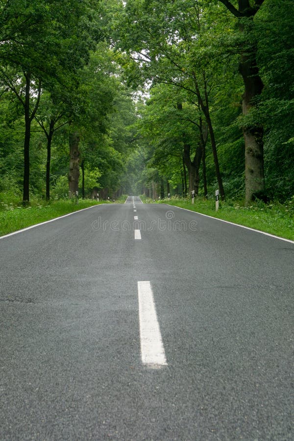 Empty Blacktop Two-lane Road in Deep Lush Green Forest with Copy Space ...
