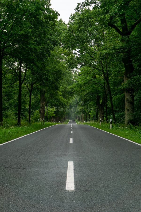 Empty Blacktop Two-lane Road in Deep Lush Green Forest with Copy Space ...