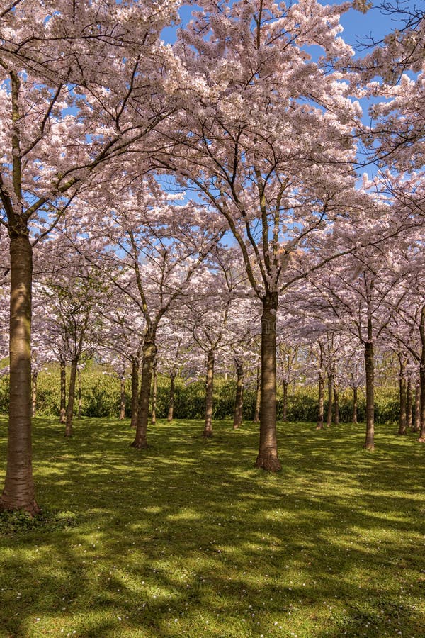 Empty blossom park stock image. Image of amsterdamse - 245664485
