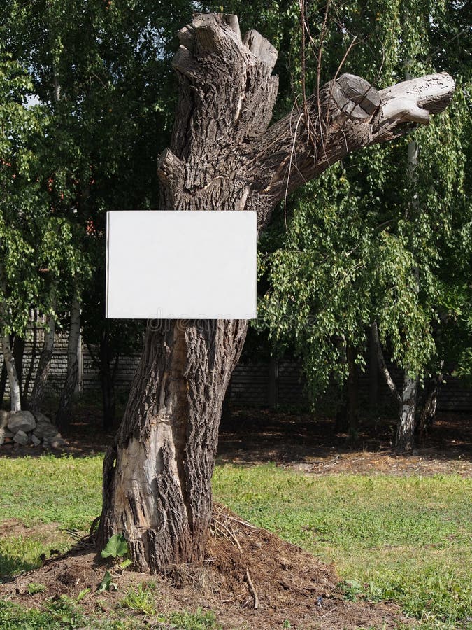 Empty board on a tree stock image. Image of lonely, advertisement ...