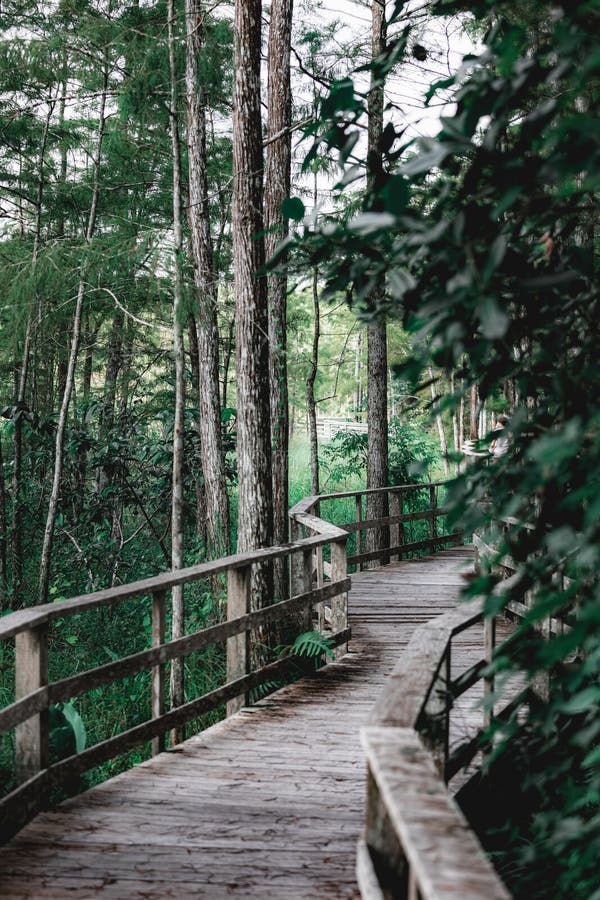 Empty Boardwalk through the Forest Surrounded by Lush Greenery. Stock ...