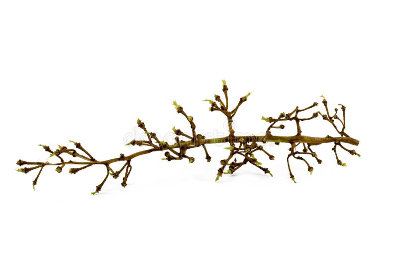 Empty branch of grape stock image. Image of plant, beggary - 110149933