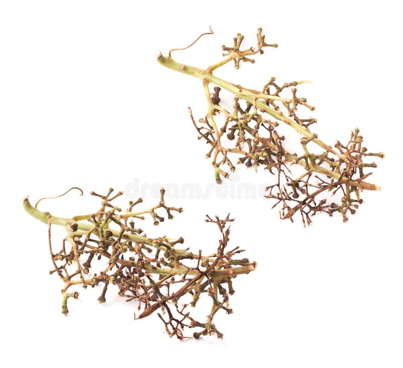 Empty Branch of Grapes Isolated Stock Photo - Image of decoration ...