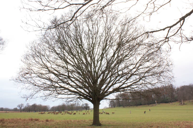 255,883 Empty Tree Photos - Free & Royalty-Free Stock Photos from ...