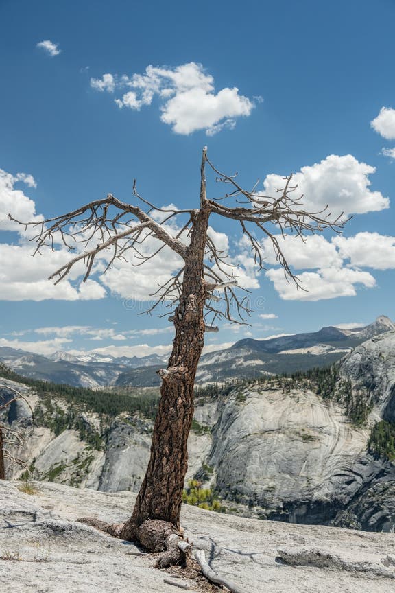 Empty Branches on Aging Tree in Front of the High Sierra Stock Photo ...