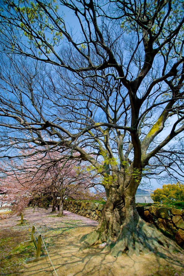 An Empty Branches of Sakura Trees Stock Image - Image of branch ...
