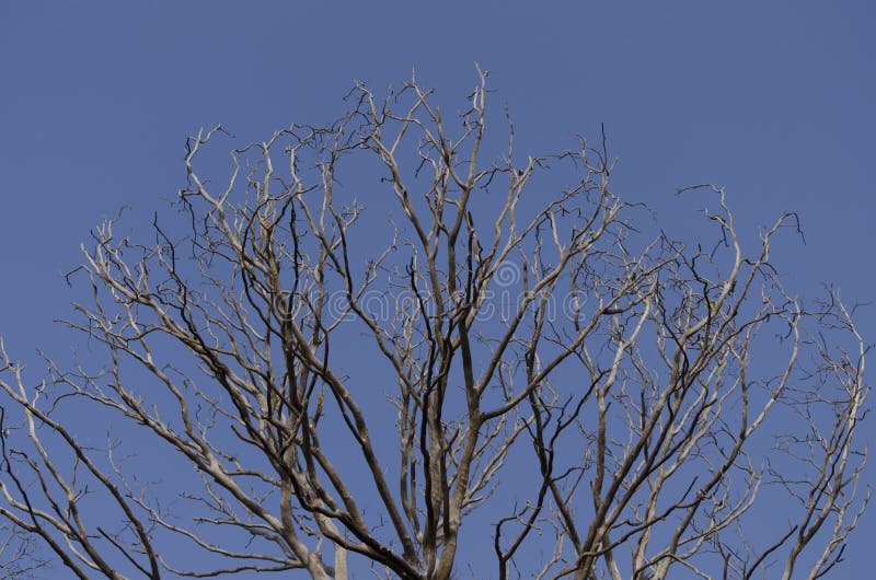 Empty Branches Tree on Indian Countryside Forest Stock Image - Image of ...