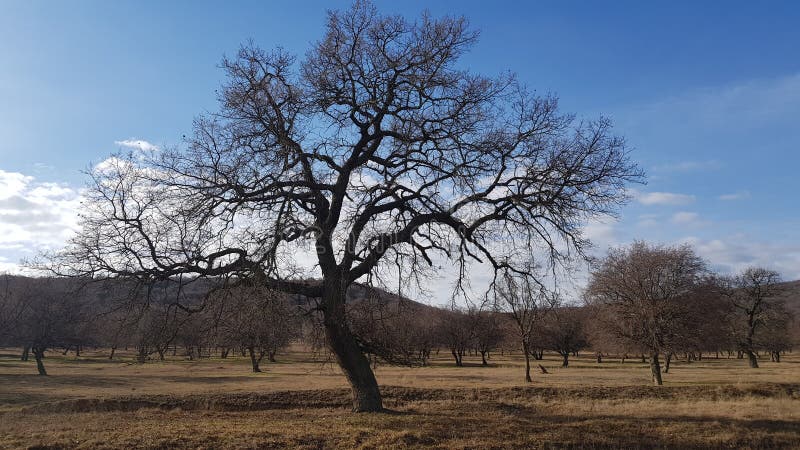 Empty branches stock image. Image of field, hill, blossom - 183862531