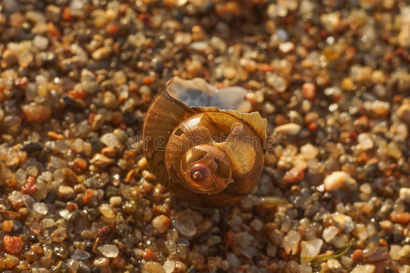 Broken Freshwater Snail Shell Stock Photos - Free & Royalty-Free Stock ...