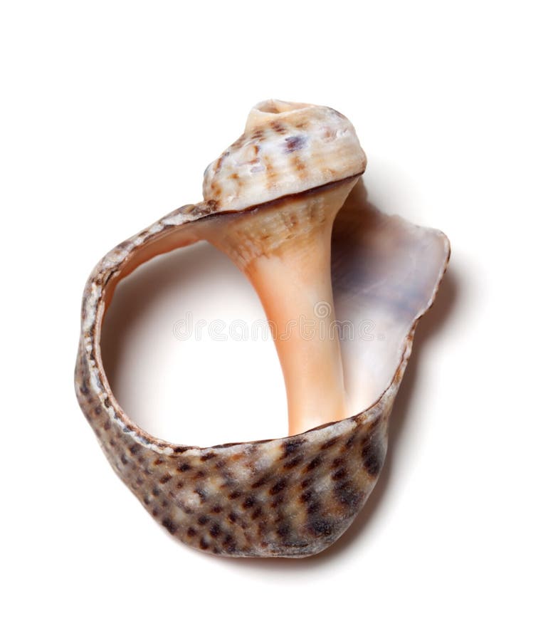 327 Broken Conch Shell Stock Photos - Free & Royalty-Free Stock Photos ...