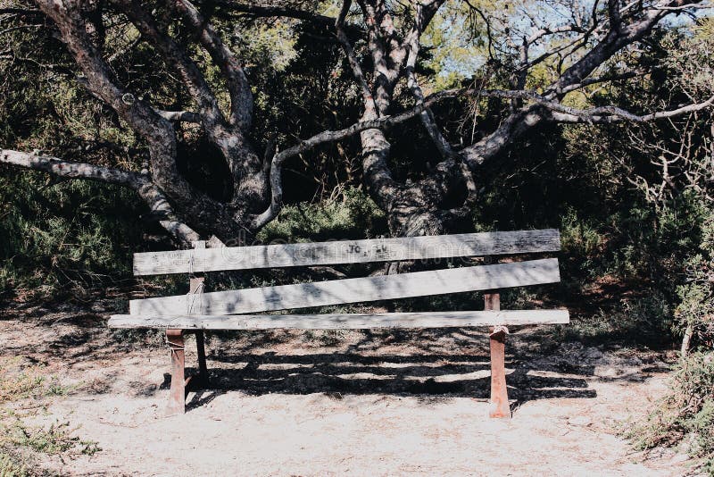 Empty Broken Wooden Bench Covered by the Sunlight Under the Trees Stock ...