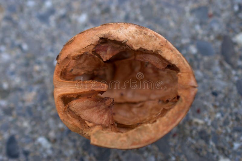 Half Piece of a Nut Shell on the Ground in Vaduz in Liechtenstein 23.9. ...