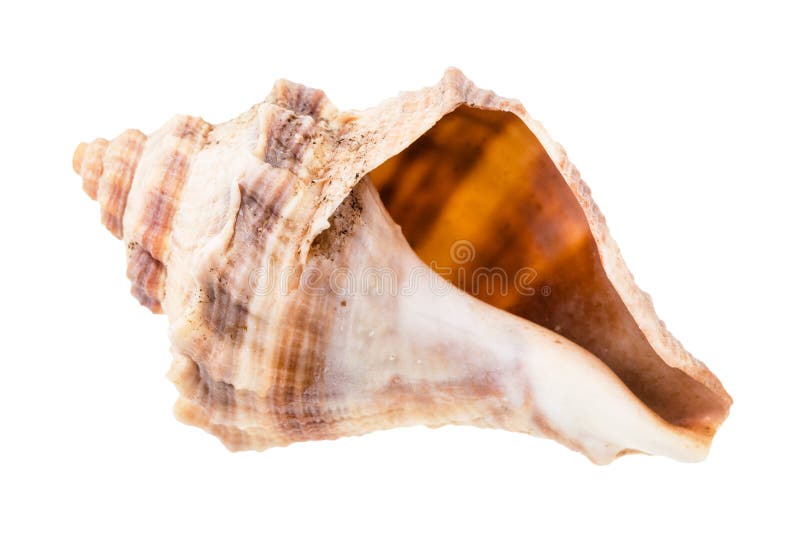 542 Whelk Spiral Stock Photos - Free & Royalty-Free Stock Photos from ...
