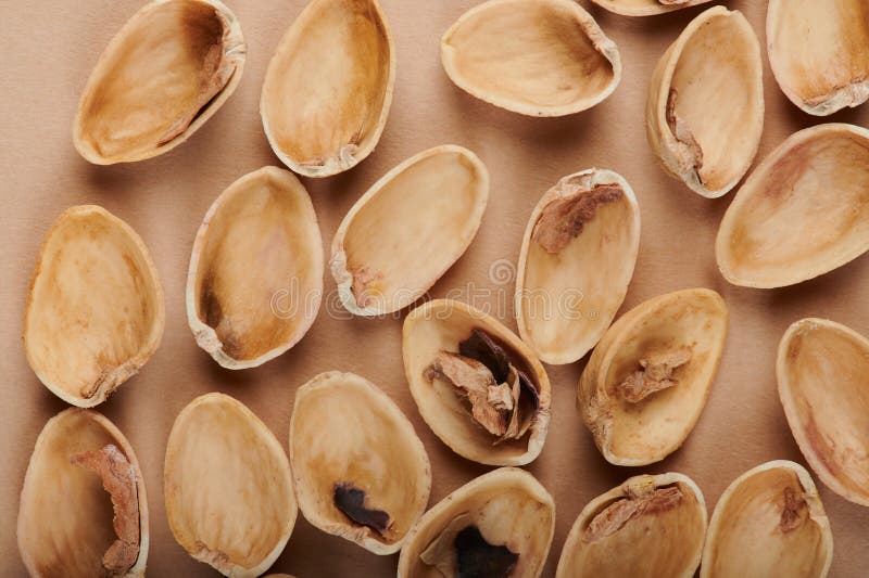 Two brown shells stock image. Image of collect, shells - 798145