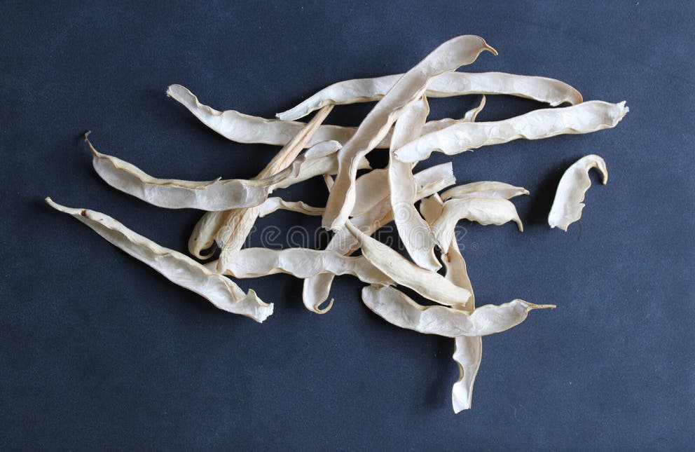 Empty Bush Bean Shells on a Blue Background Stock Photo - Image of ...