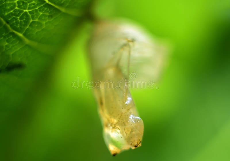 Empty Butterfly Cocoon Close Up Macro Photograph, Larvae Transform into ...