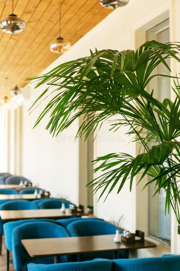 Empty Cafe Blue Interior and Indoor Palm Tree Stock Photo - Image of ...