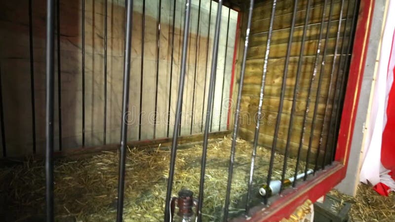 Empty Cage on Wheels for Animals with Gold Stock Footage - Video of ...