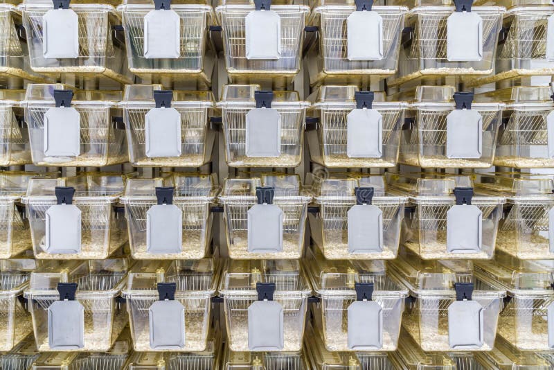 Empty Cages for Laboratory Animals Stock Image - Image of research ...