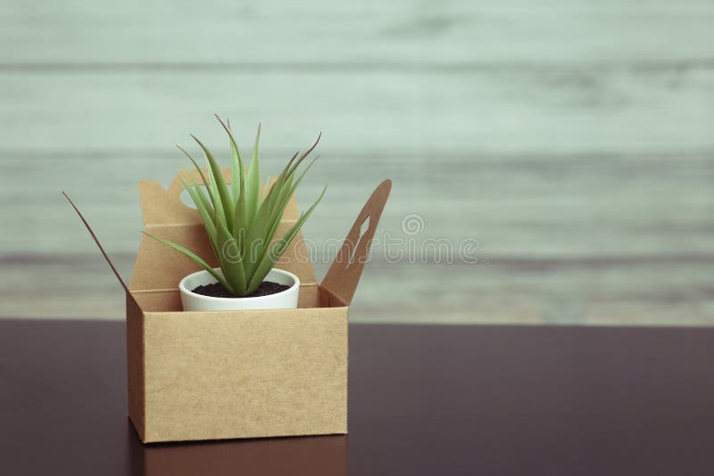 146 Succulent Gift Packaging Stock Photos - Free & Royalty-Free Stock ...