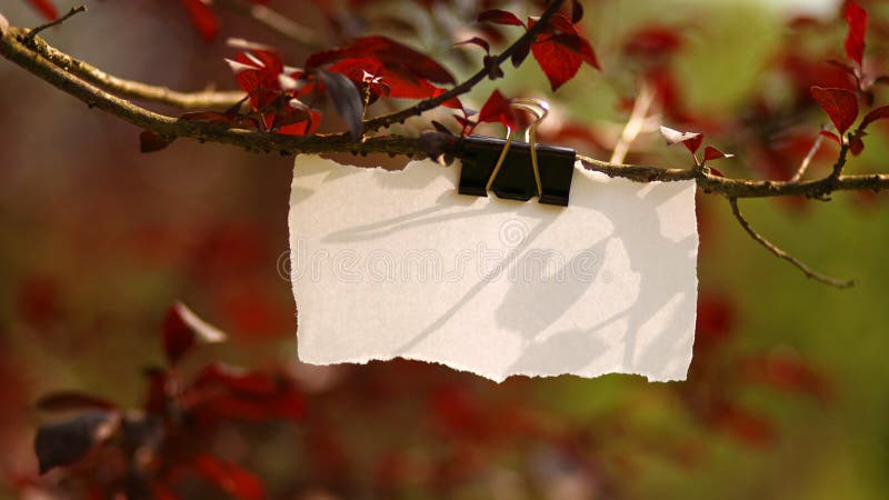 Empty cardboard in nature stock image. Image of blur - 37666207