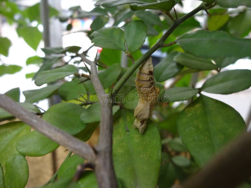 An EMPTY CATERPILLAR COCOON HANGS on a TREE BRANCH Stock Image - Image ...