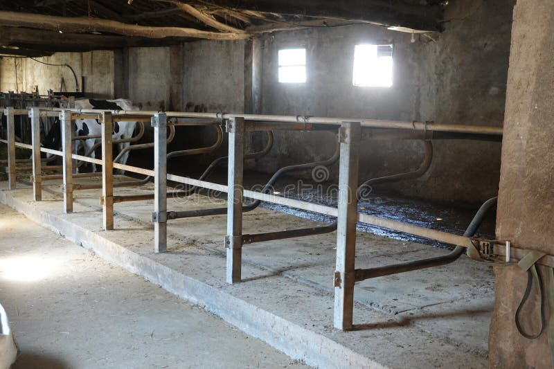 Empty Cattle Stalls in an Old Barn with One Cow Stock Image - Image of ...