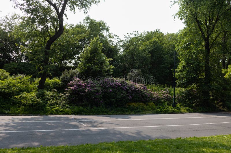 Empty Central Park Loop Lined with Green Trees and Plants during the ...