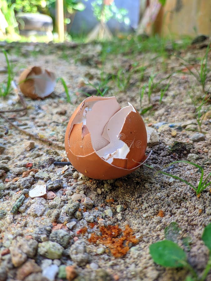 Empty Chicken Egg Shells are on the Ground Stock Photo - Image of ...
