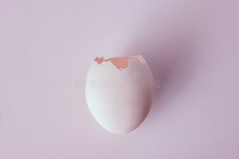 Empty Chicken Egg on White Background Stock Image - Image of chicken ...