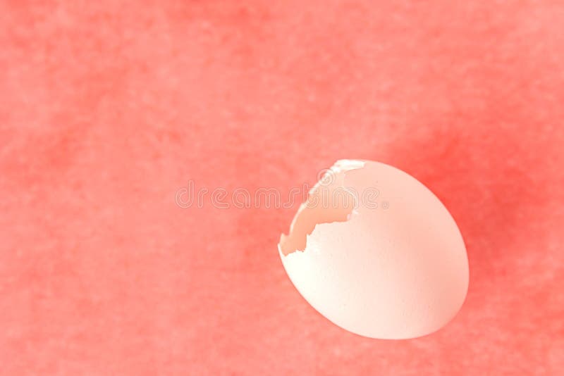 Empty Chicken Egg on White Background Stock Photo - Image of white ...
