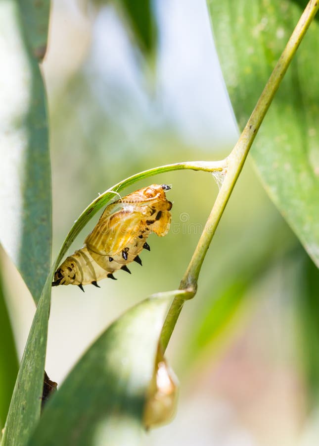 The Empty Chrysalis of Butterfly Stock Photo - Image of biological ...