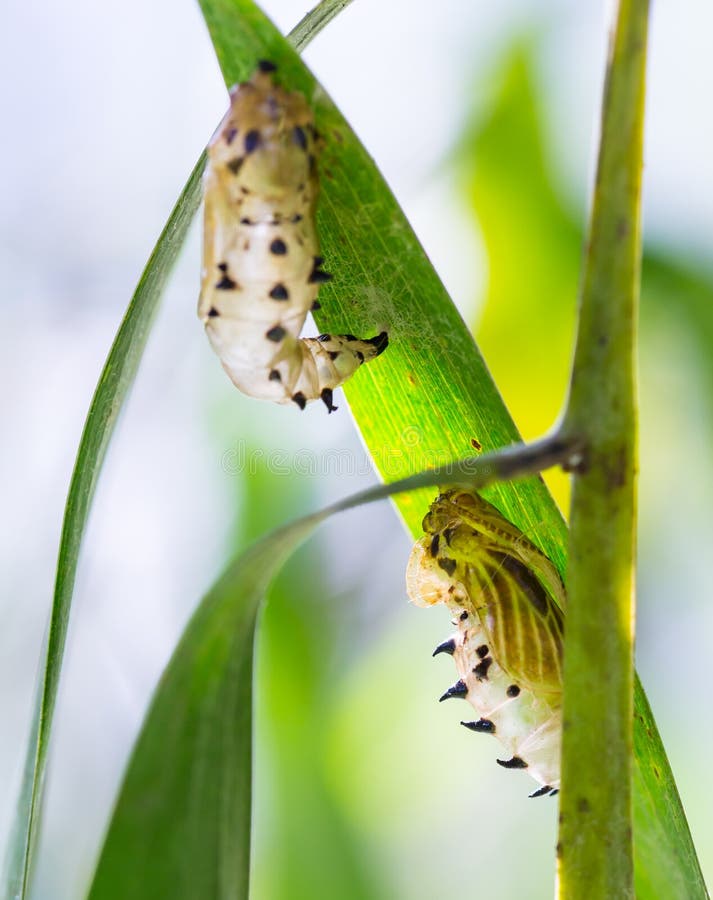 The Empty Chrysalis of Butterfly Stock Photo - Image of pupa, cocoon ...