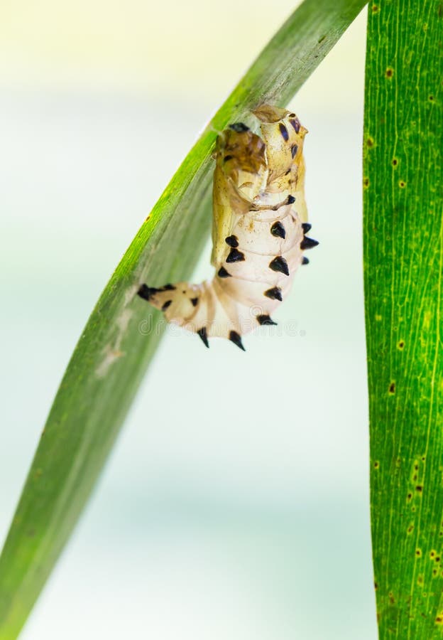 The Empty Chrysalis of Butterfly Stock Image - Image of animal, monarch ...