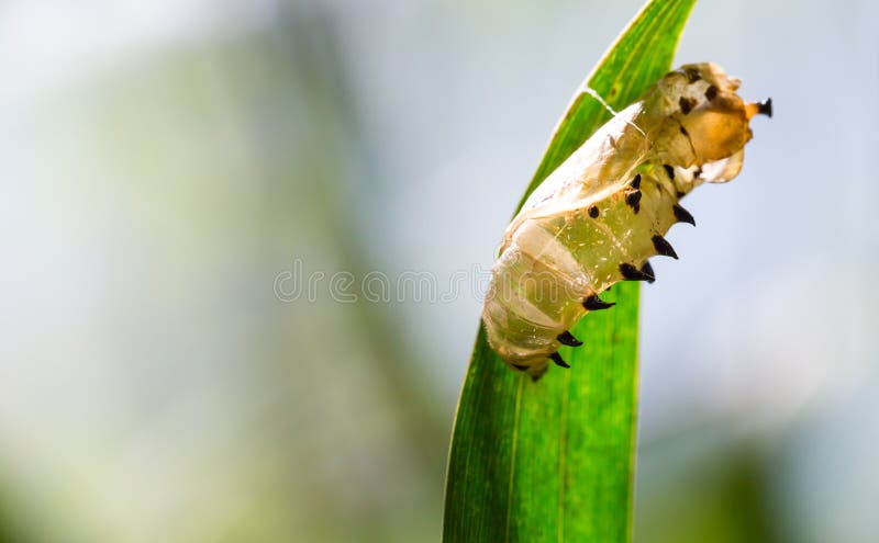 The Empty Chrysalis of Butterfly Stock Image - Image of closeup, grow ...