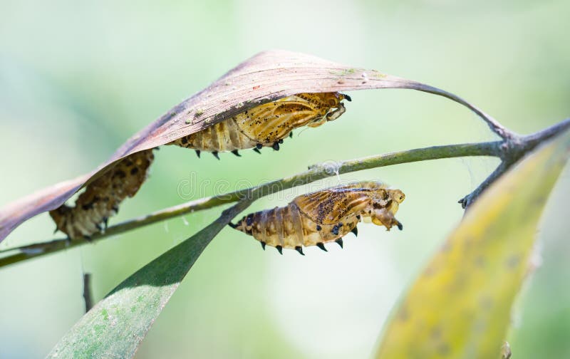 The Empty Chrysalis of Butterfly Stock Image - Image of entomological ...